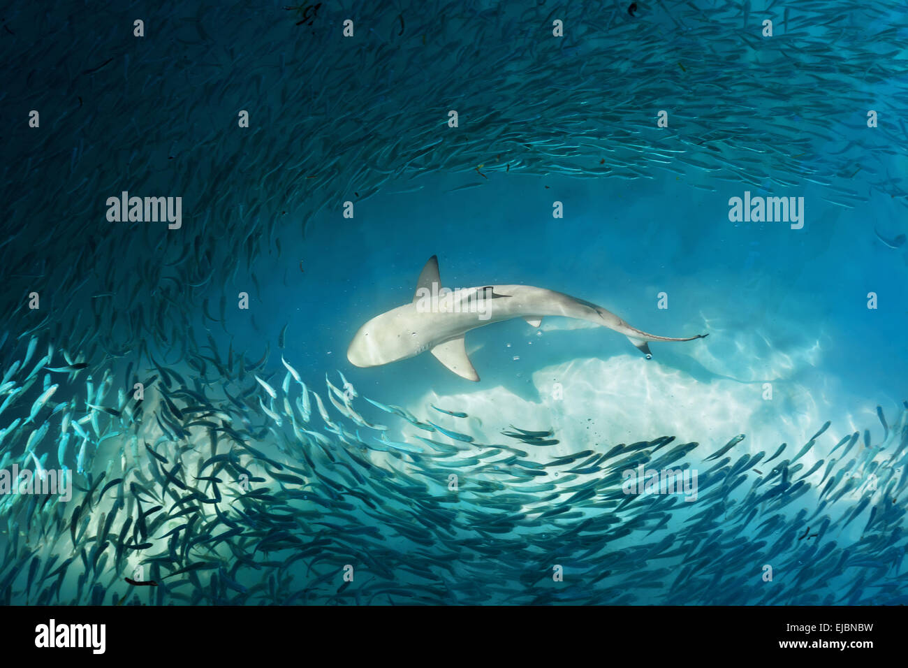 Small shark hi-res stock photography and images - Alamy