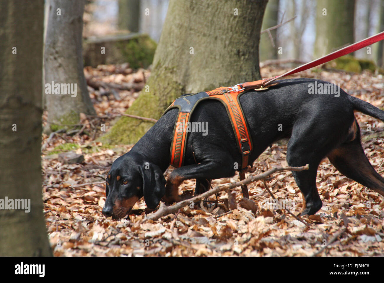 Black hound hi-res stock photography and images - Alamy