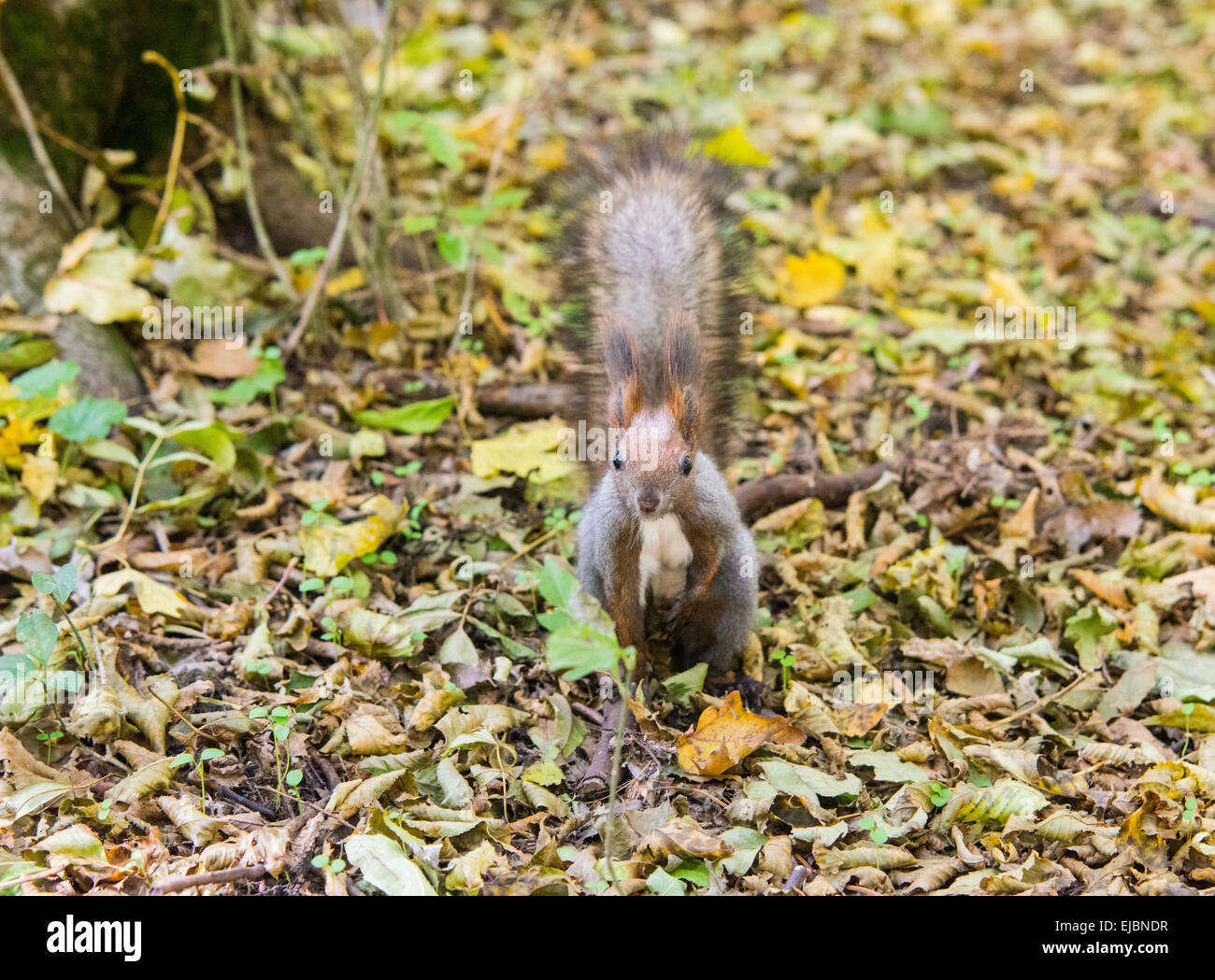 Squirrel in the grass Stock Photo - Alamy