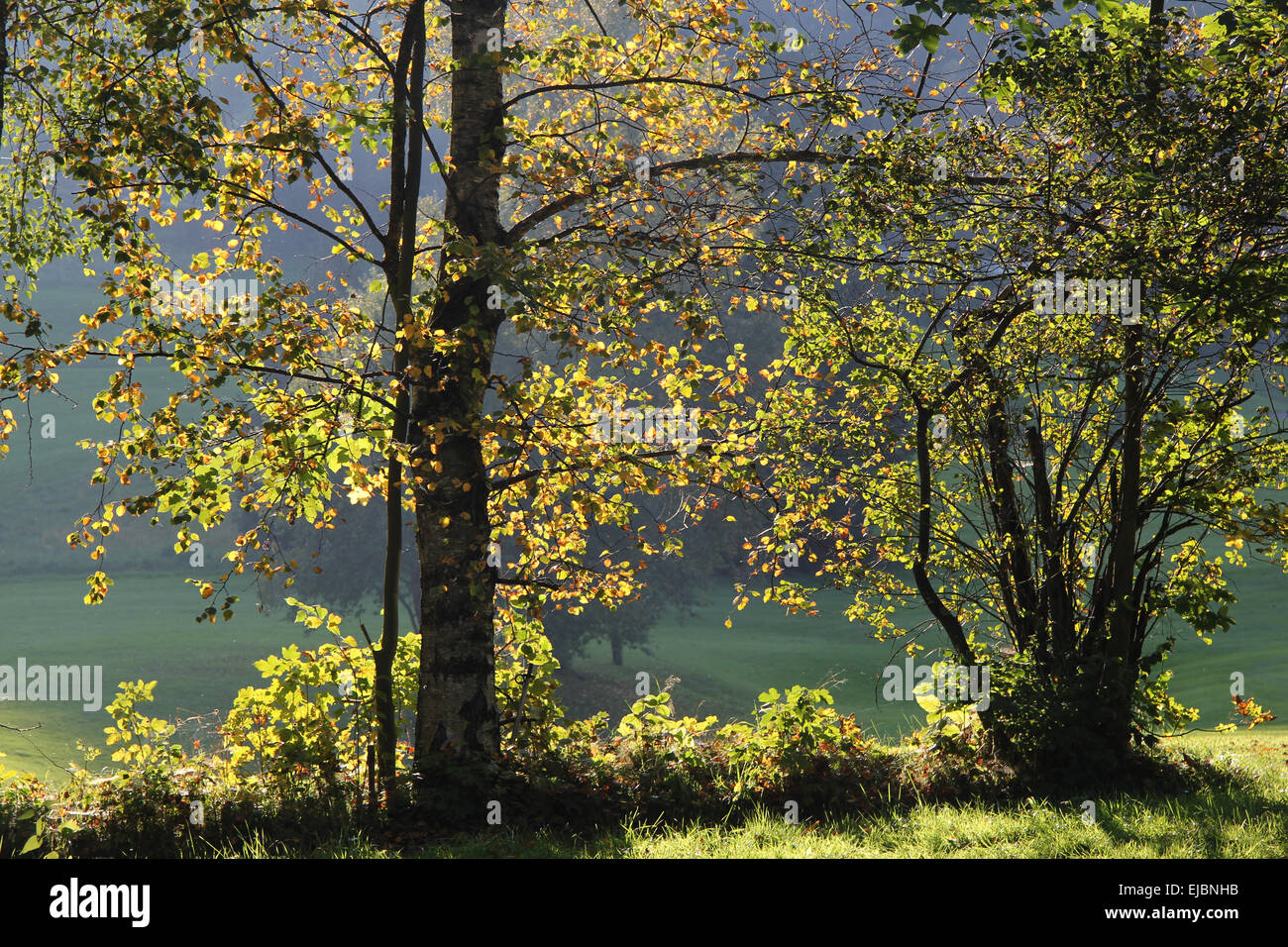 Busch light hi-res stock photography and images - Alamy