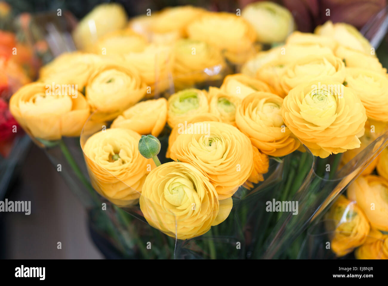 Bundles of cut ranunculus flowers at market in Paris, France Stock ...