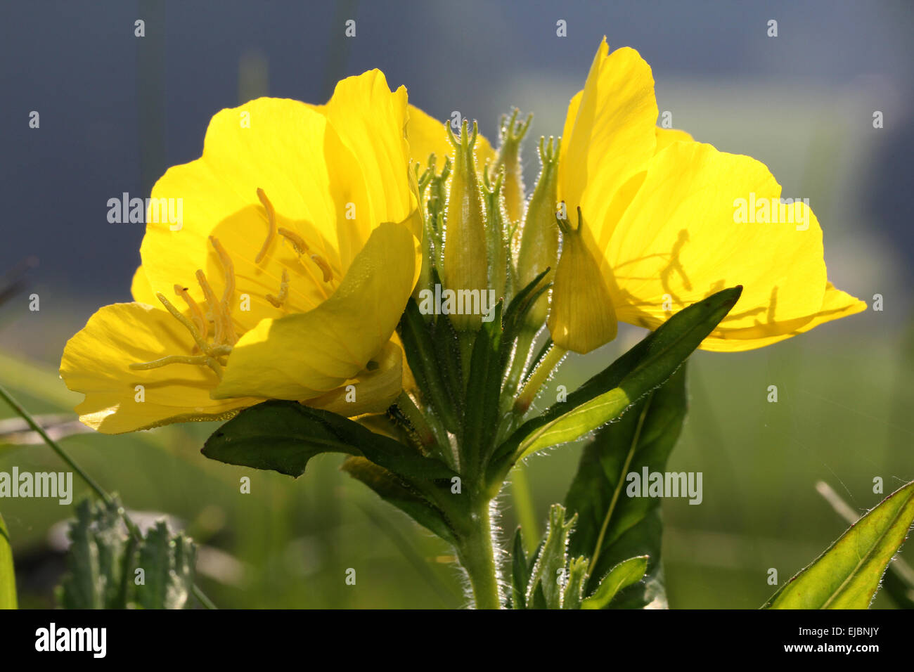 Common bil hi-res stock photography and images - Alamy