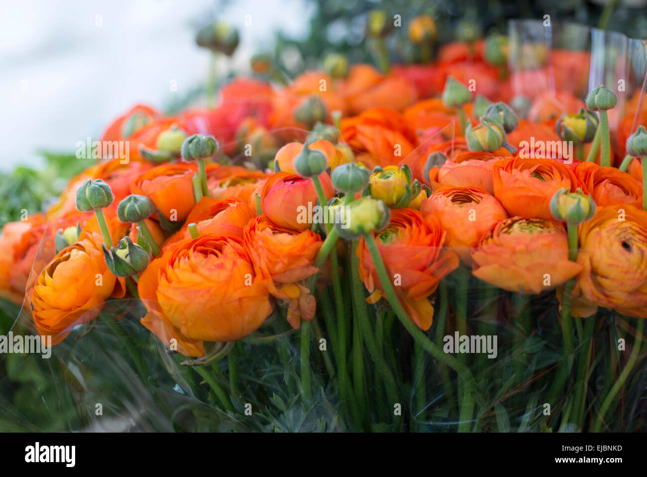 Bundles of cut orange ranunculus flowers at market in Paris, France ...