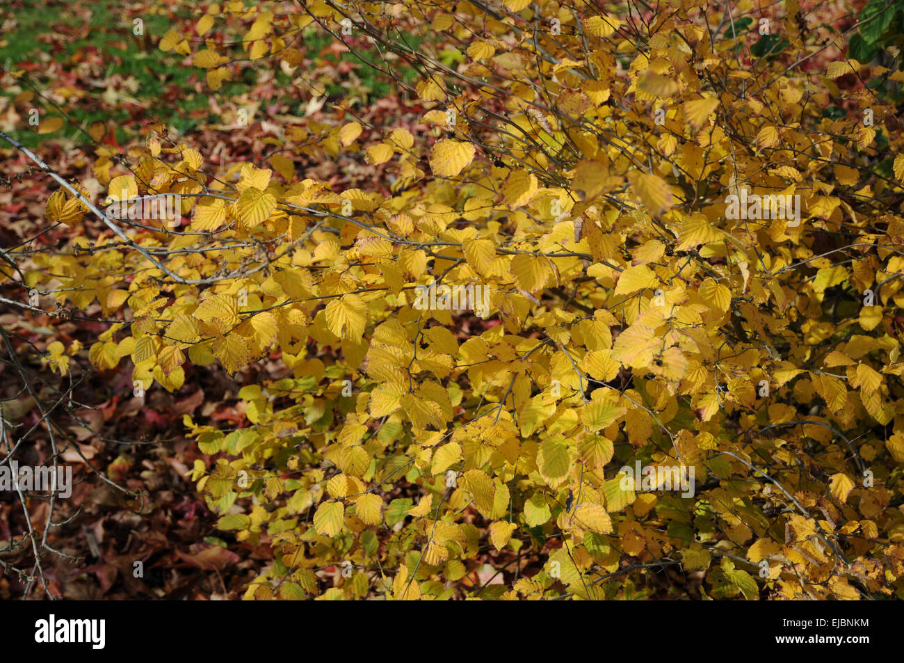 Buttercup winter hazel corylopsis pauciflora hi-res stock photography ...