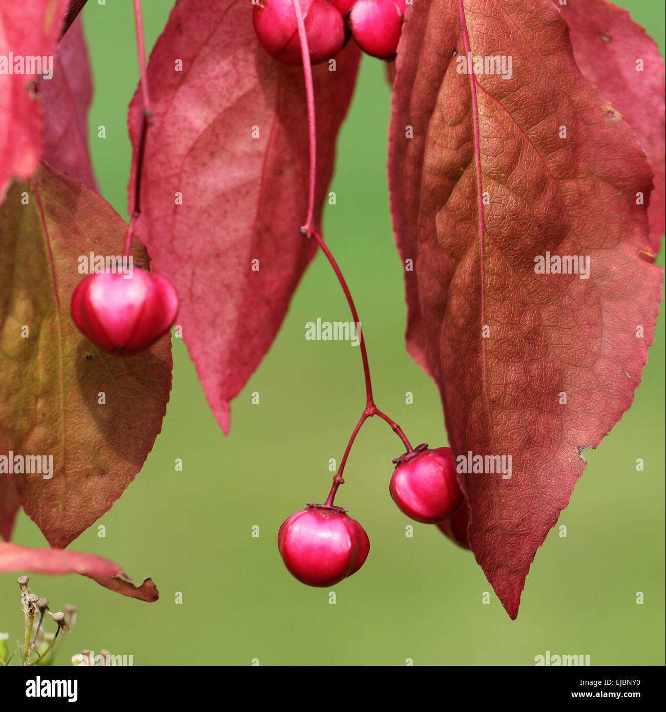 spindle, European spindle, common spindle Stock Photo - Alamy