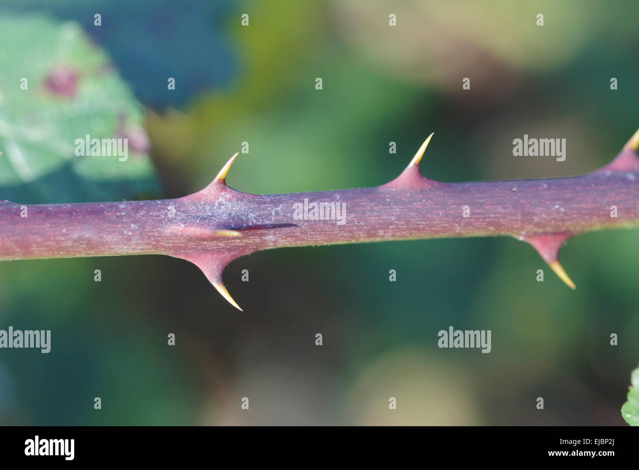 Prickles on leaves hi-res stock photography and images - Alamy