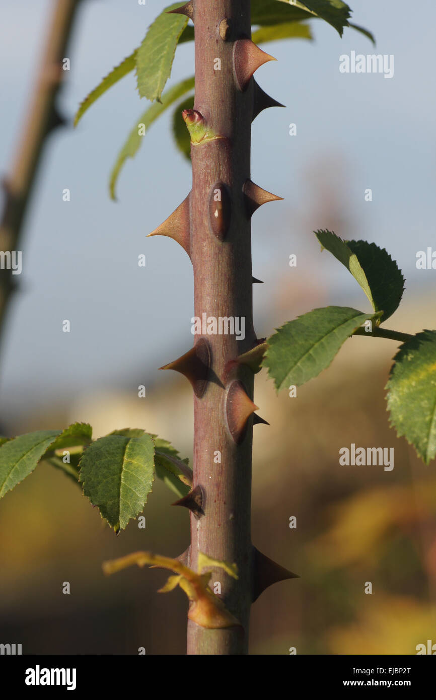 Bunte rosen hi-res stock photography and images - Alamy