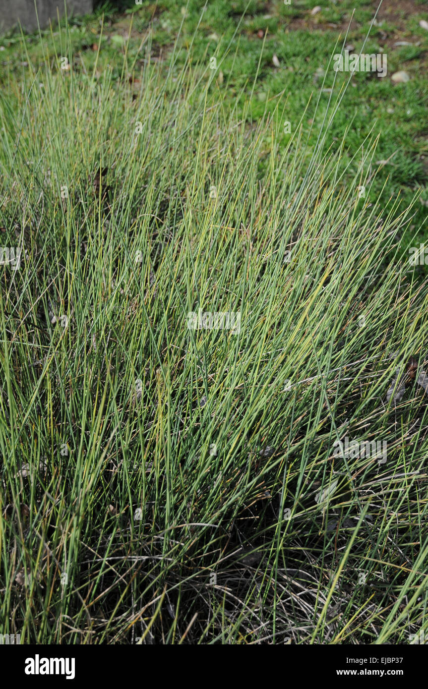 Blue rush hi-res stock photography and images - Alamy