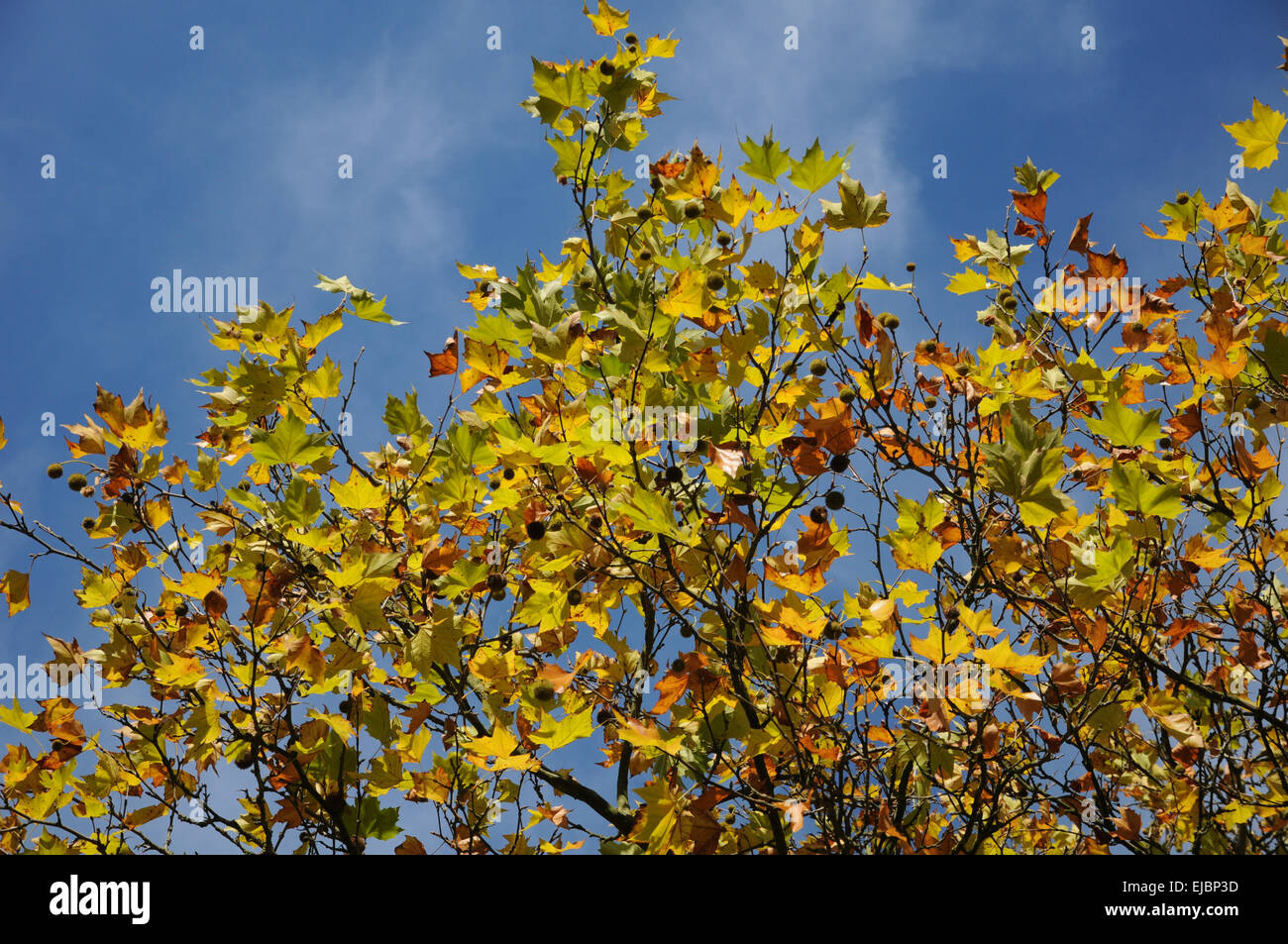 Indian plane tree hi-res stock photography and images - Alamy