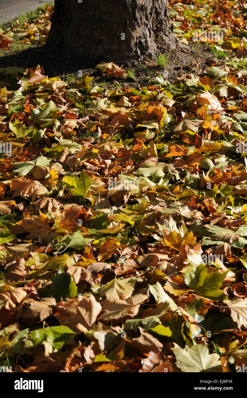 Plane tree, leaves Stock Photo - Alamy