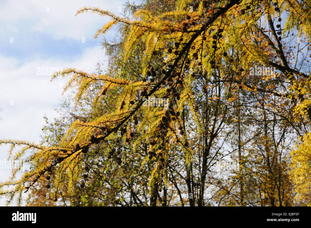 Larch Stock Photo - Alamy