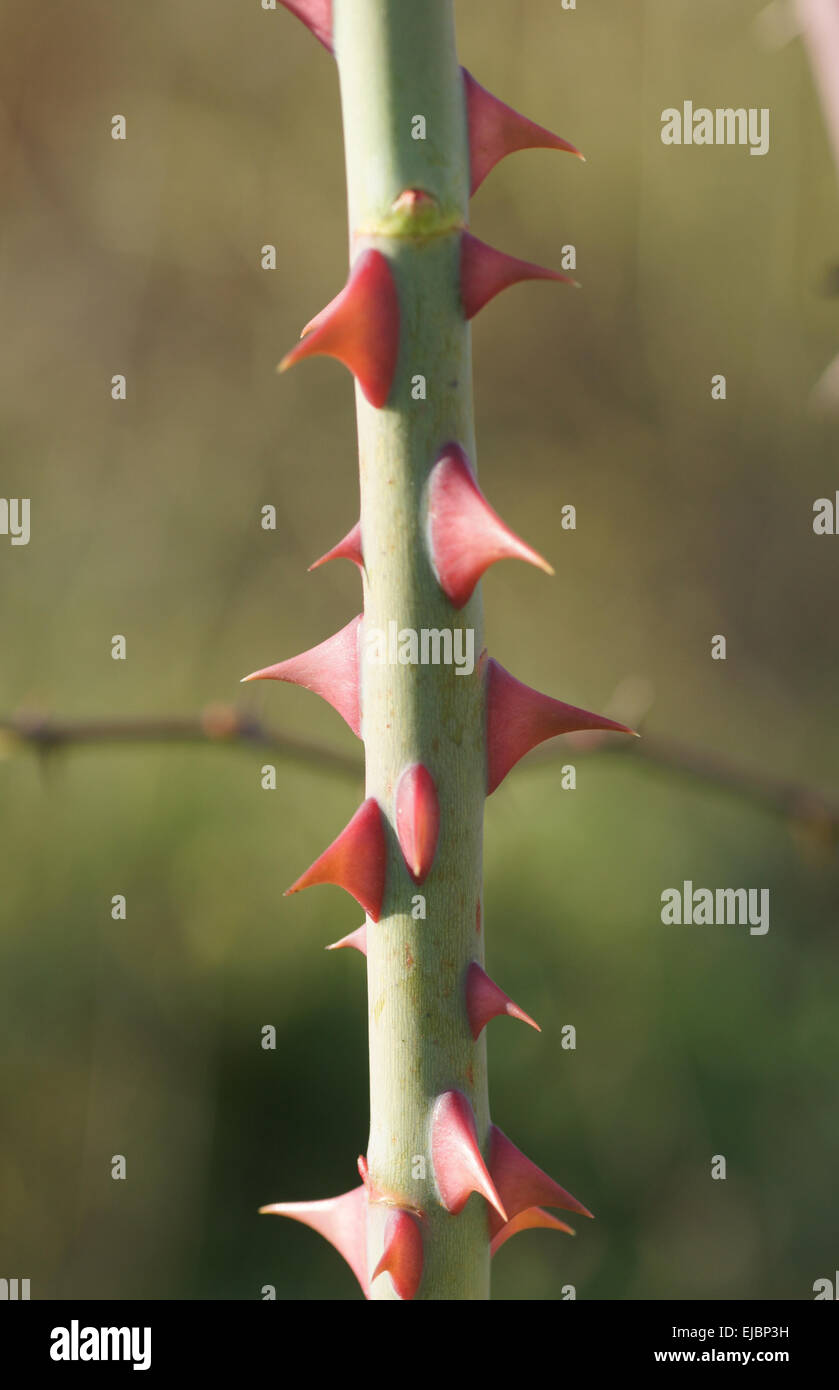 Bunte rosen hi-res stock photography and images - Alamy