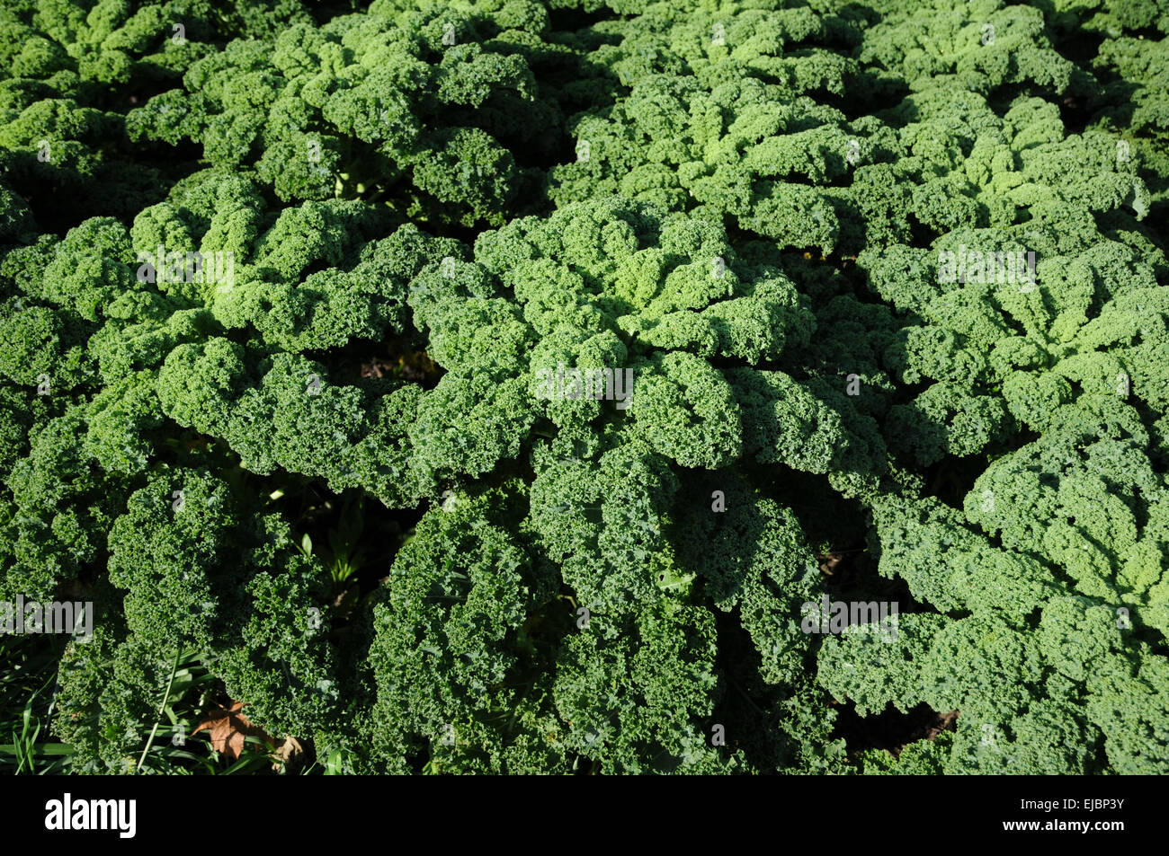 Kohl arten hi-res stock photography and images - Alamy