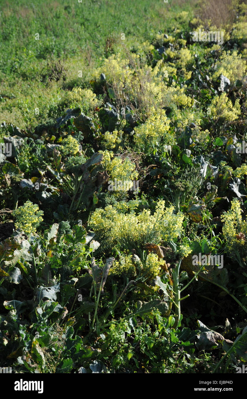 Kohl Arten Stock Photos & Kohl Arten Stock Images - Alamy