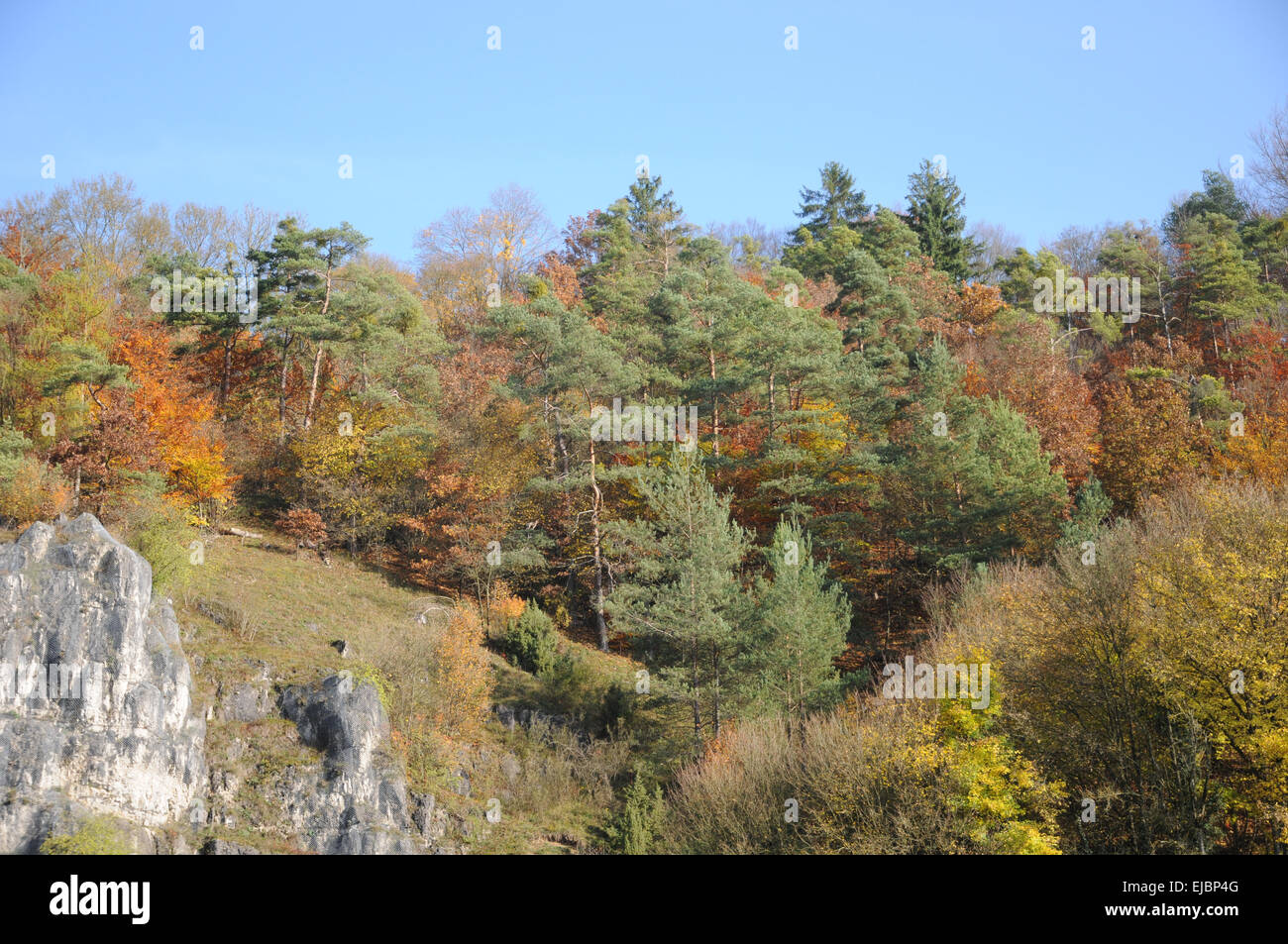 Mixed forest in autumn Stock Photo - Alamy
