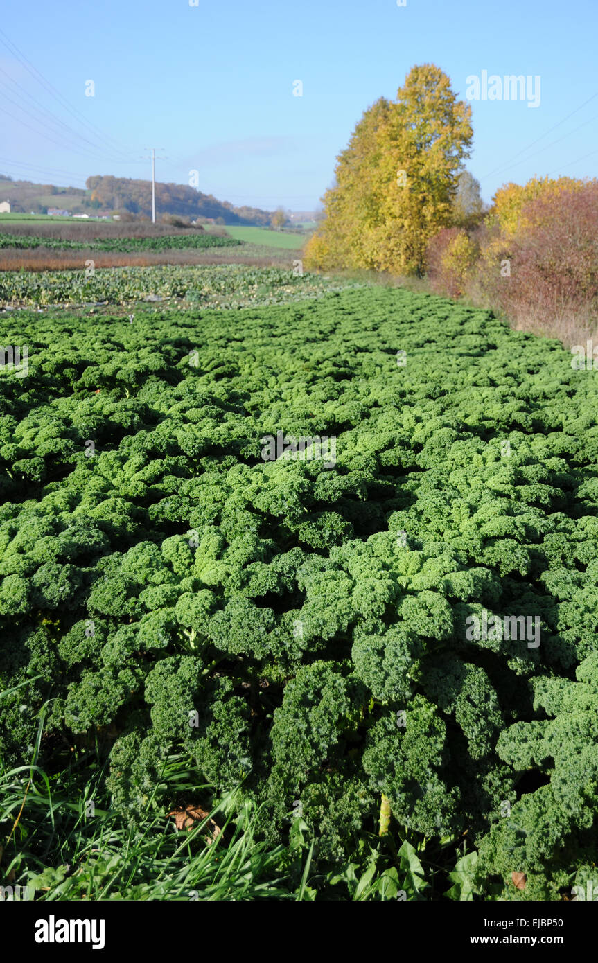 Kohl arten hi-res stock photography and images - Alamy