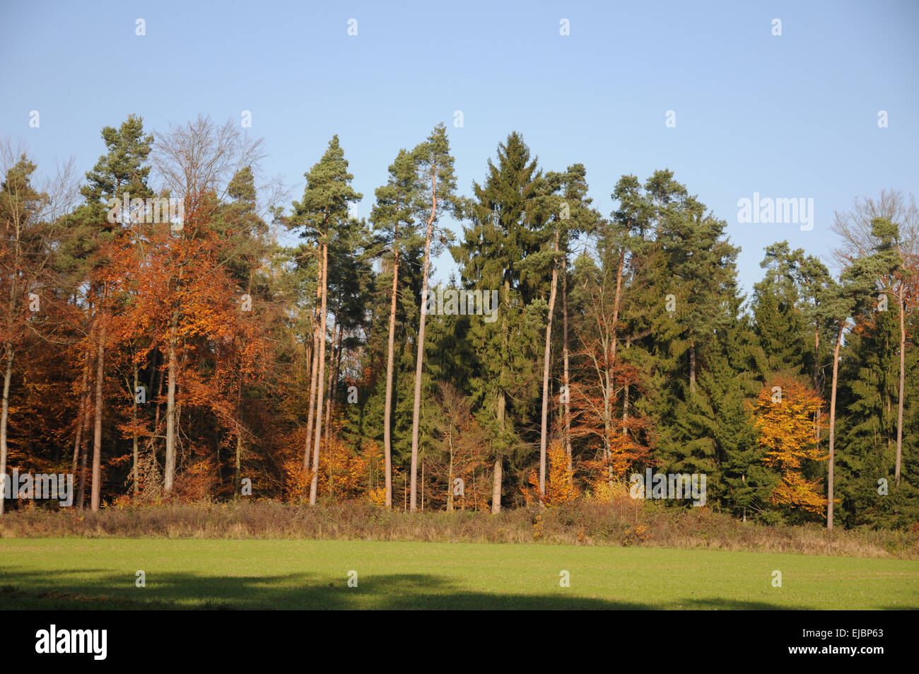 Mixed forest in autumn Stock Photo - Alamy