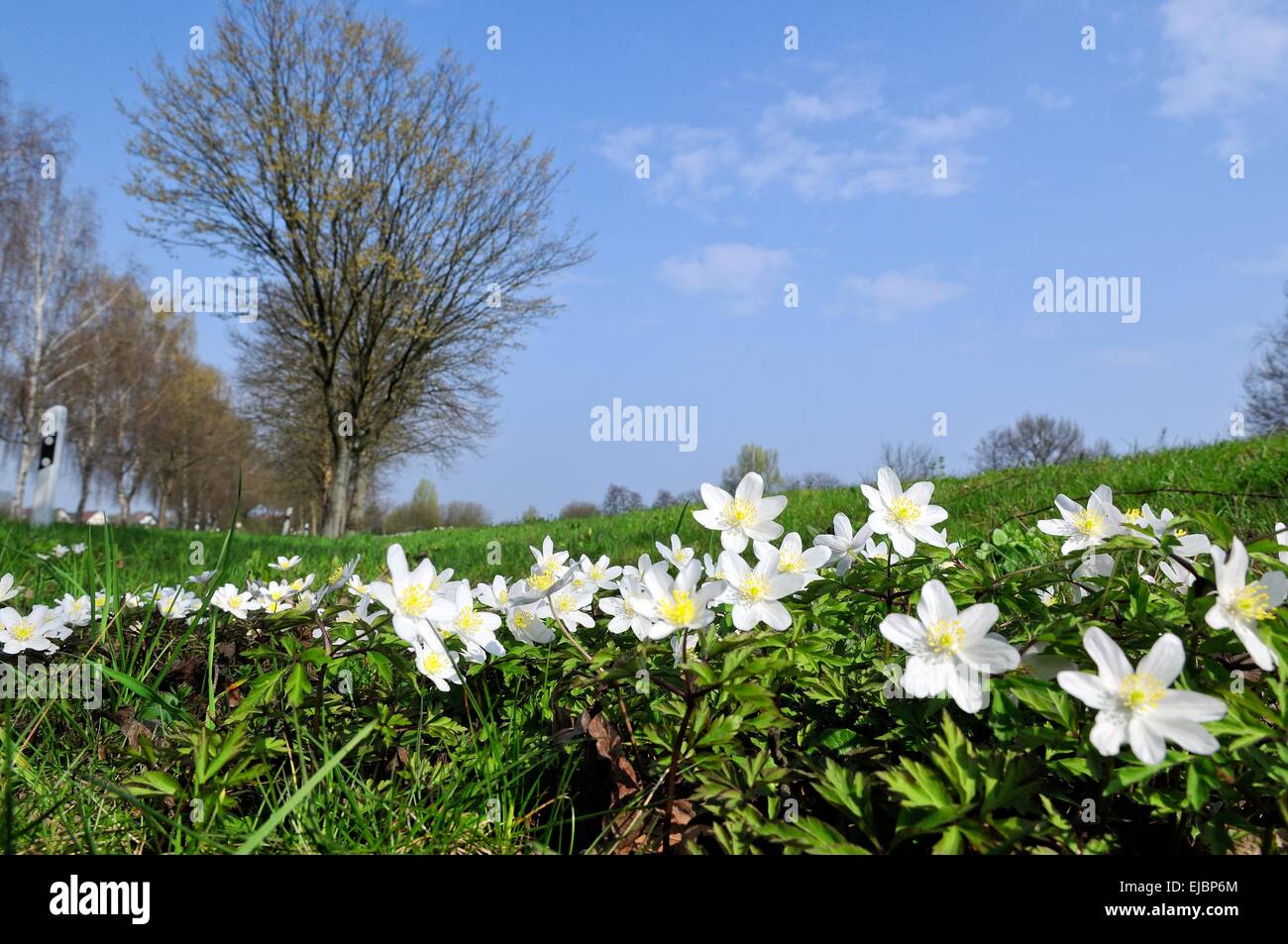 Wind bush roses hi-res stock photography and images - Alamy