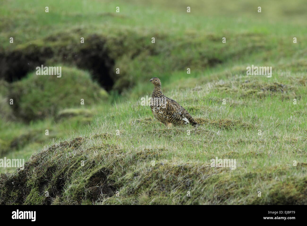 Primrose Ridge Denali National Park High Resolution Stock Photography ...