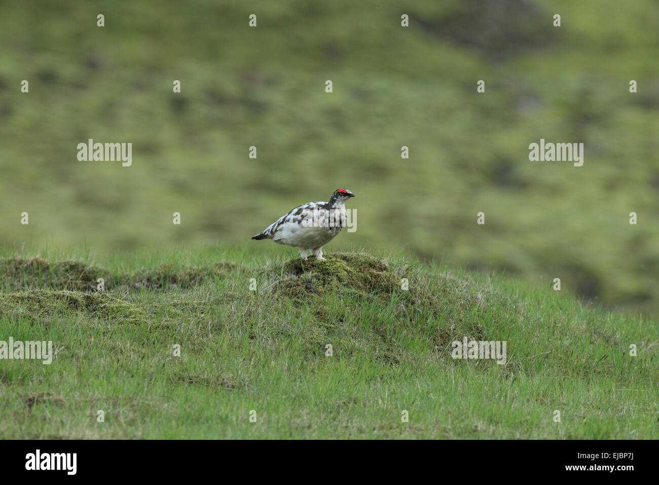 Primrose ridge denali national park hi-res stock photography and images ...