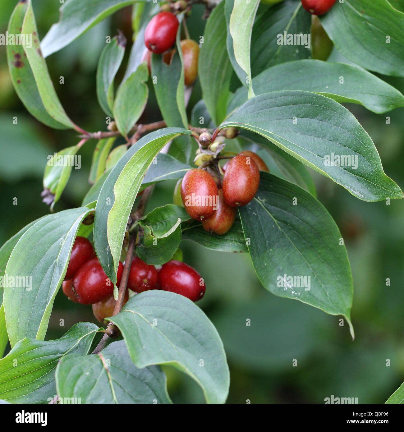 Cornelian cherry dogwood hi-res stock photography and images - Alamy
