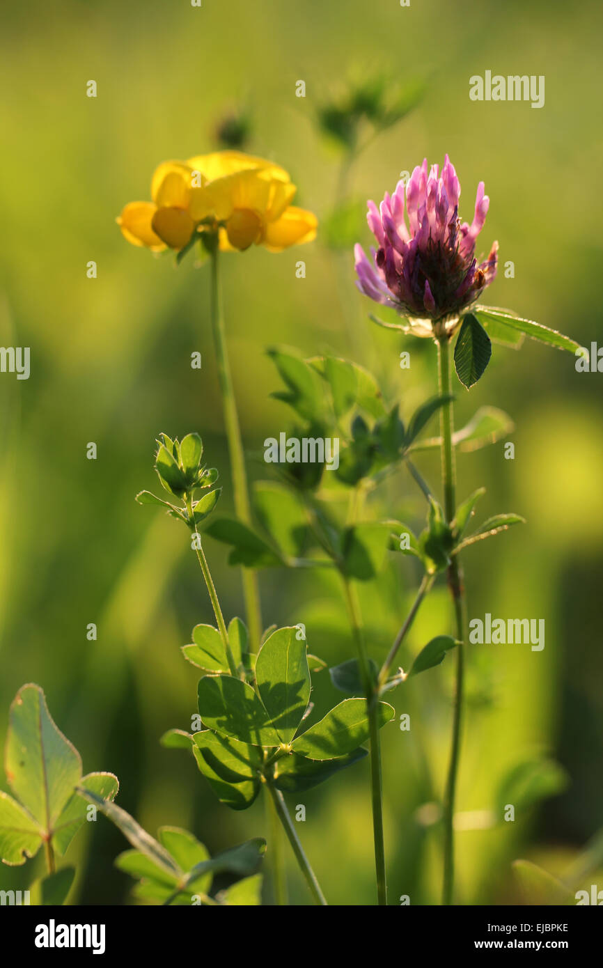 Red Clover Pictures
