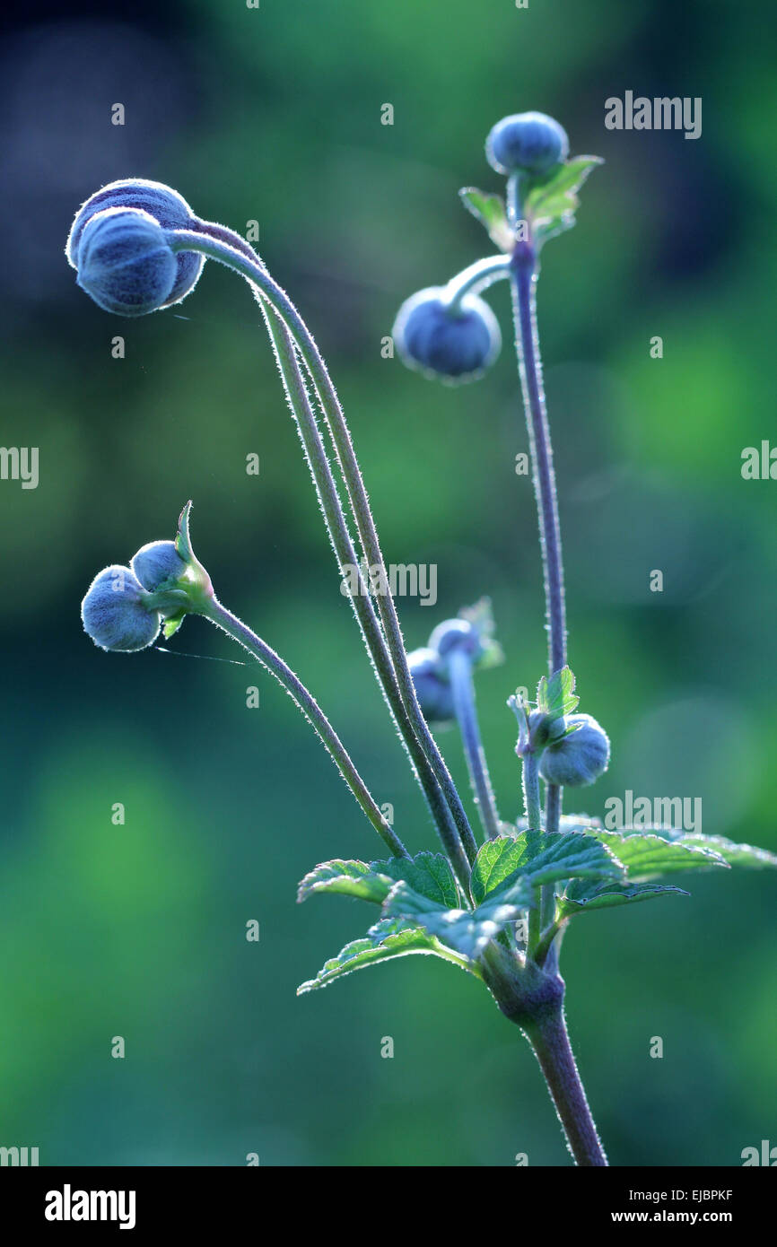 Japanese thimbleweed hi-res stock photography and images - Alamy