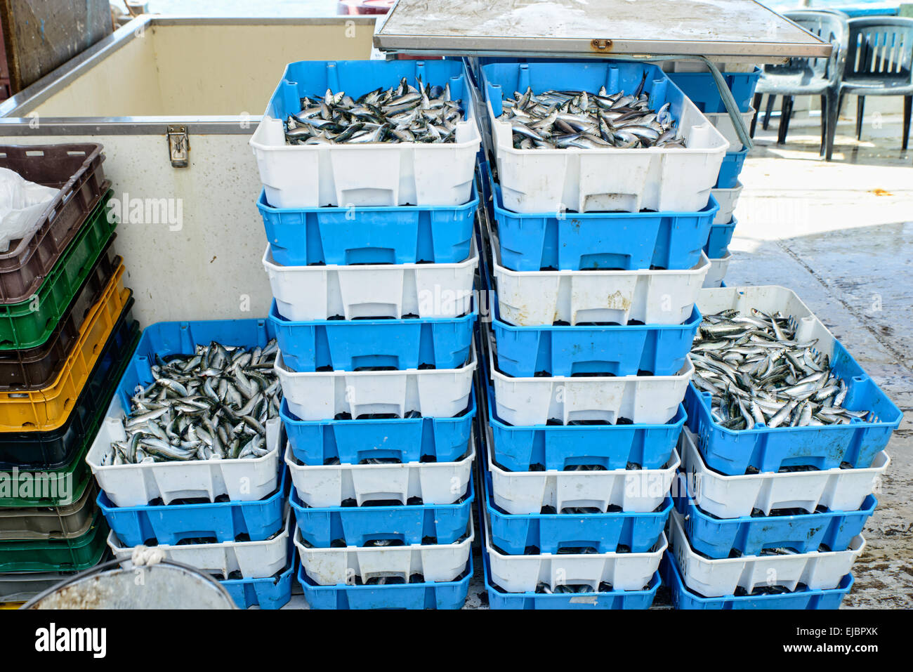 fresh fish in crates on the harbor Stock Photo - Alamy
