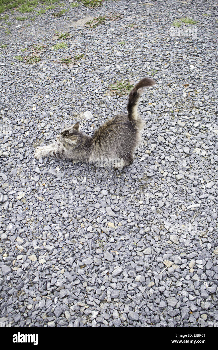 Stretching tabby cat on the street, and animal neglect Stock Photo - Alamy
