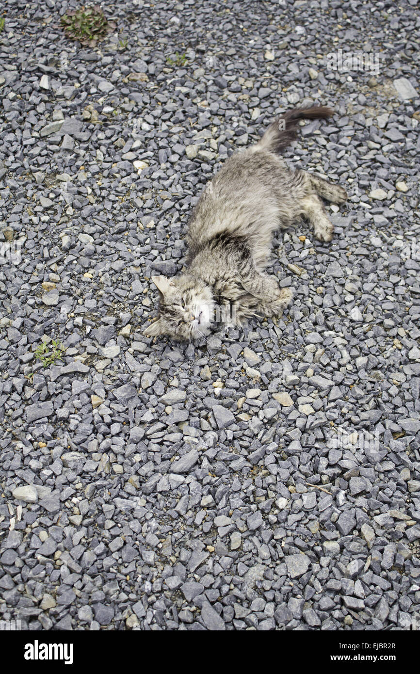 Stretching tabby cat on the street, and animal neglect Stock Photo - Alamy