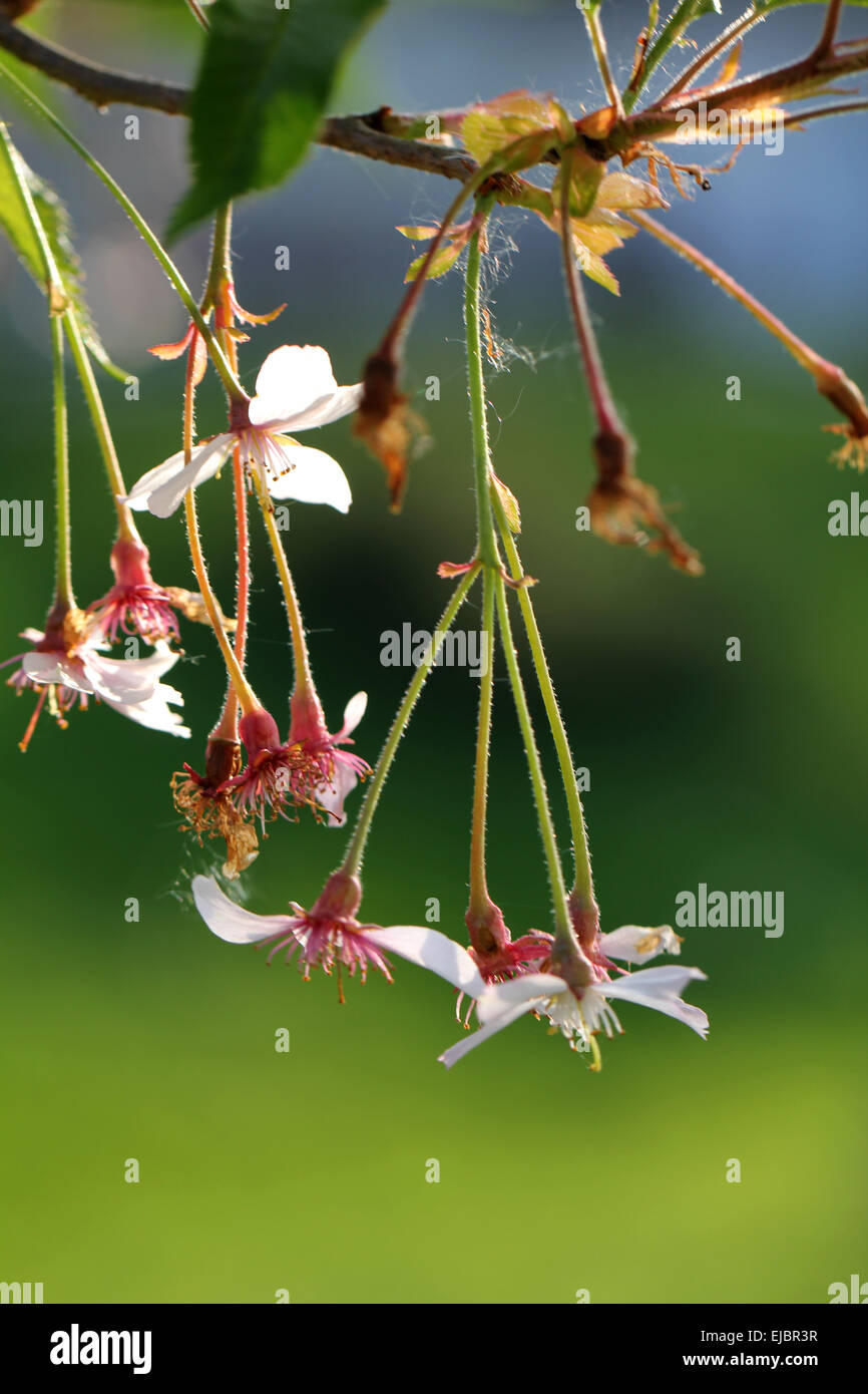 Higan hi-res stock photography and images - Alamy