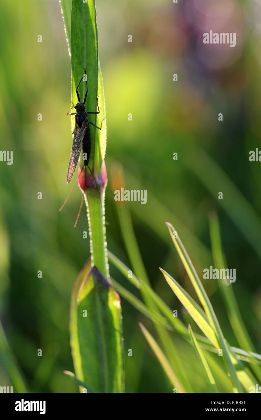 Insect on Stem of Carnation Stock Photo - Alamy