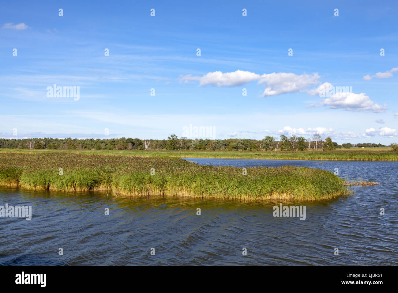 Nationalpark vorpommersche bodden landschaft hi-res stock photography ...