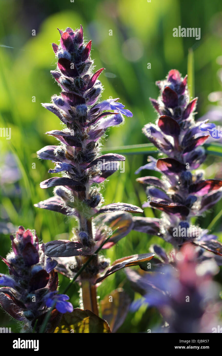 Lila blue hi-res stock photography and images - Alamy