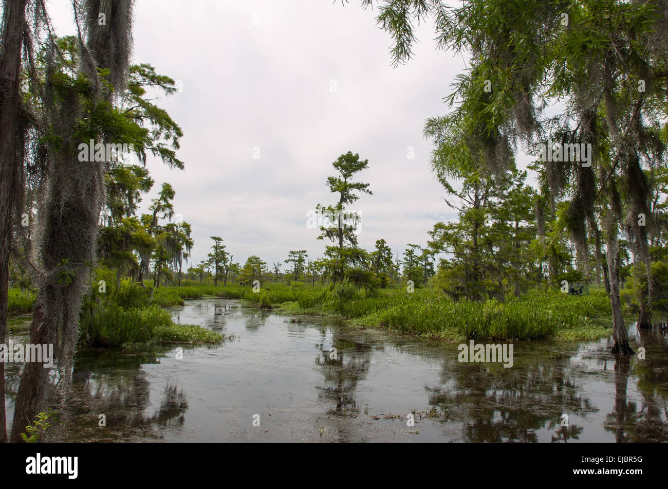 Swamp Bayou New Orleans Cypress Water Hot Humid Alligators Wildlife Usa Lousiana Airboat Stock