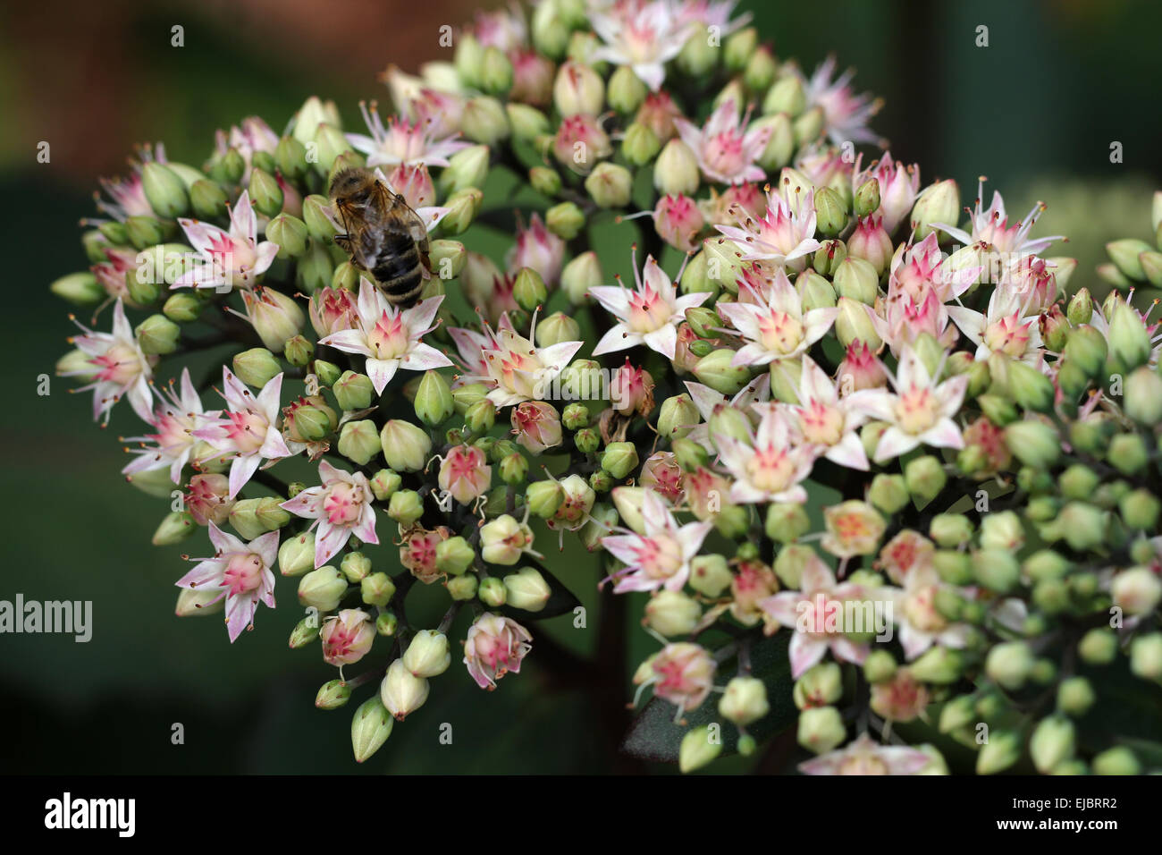 Orpine hi-res stock photography and images - Alamy
