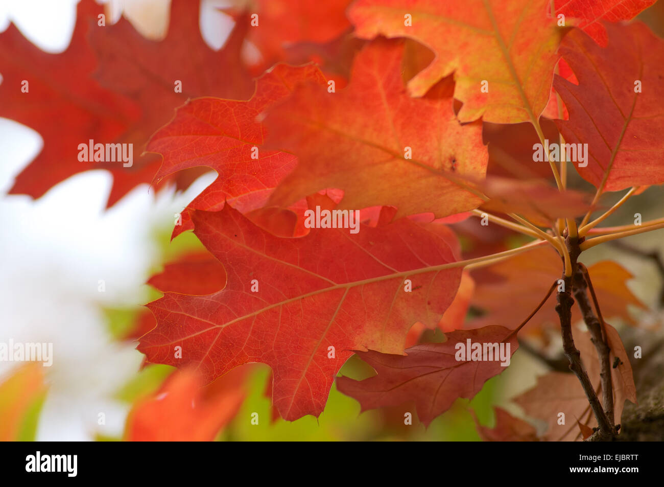Red oak tree hi-res stock photography and images - Alamy