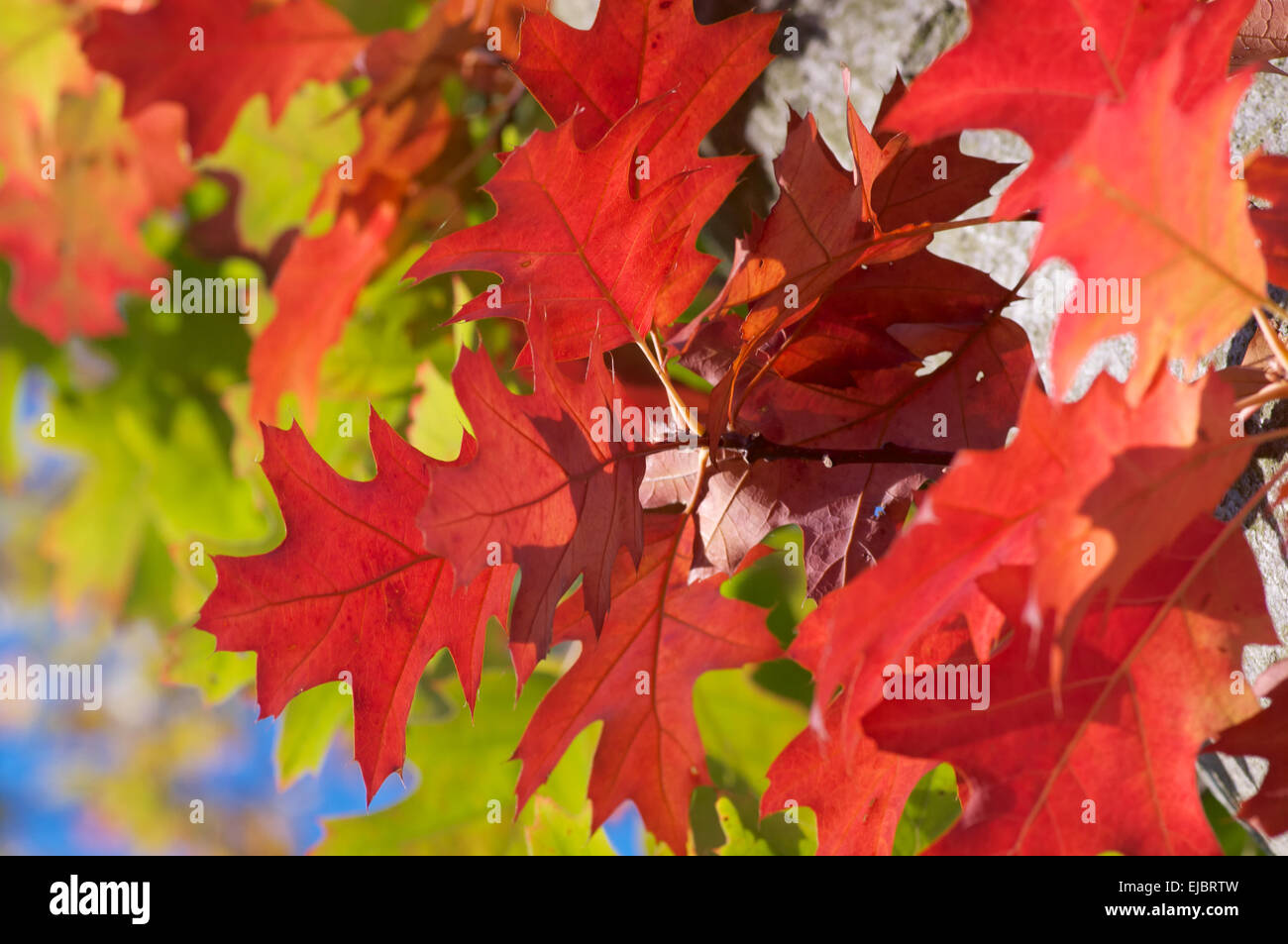 Red oak tree Stock Photo - Alamy