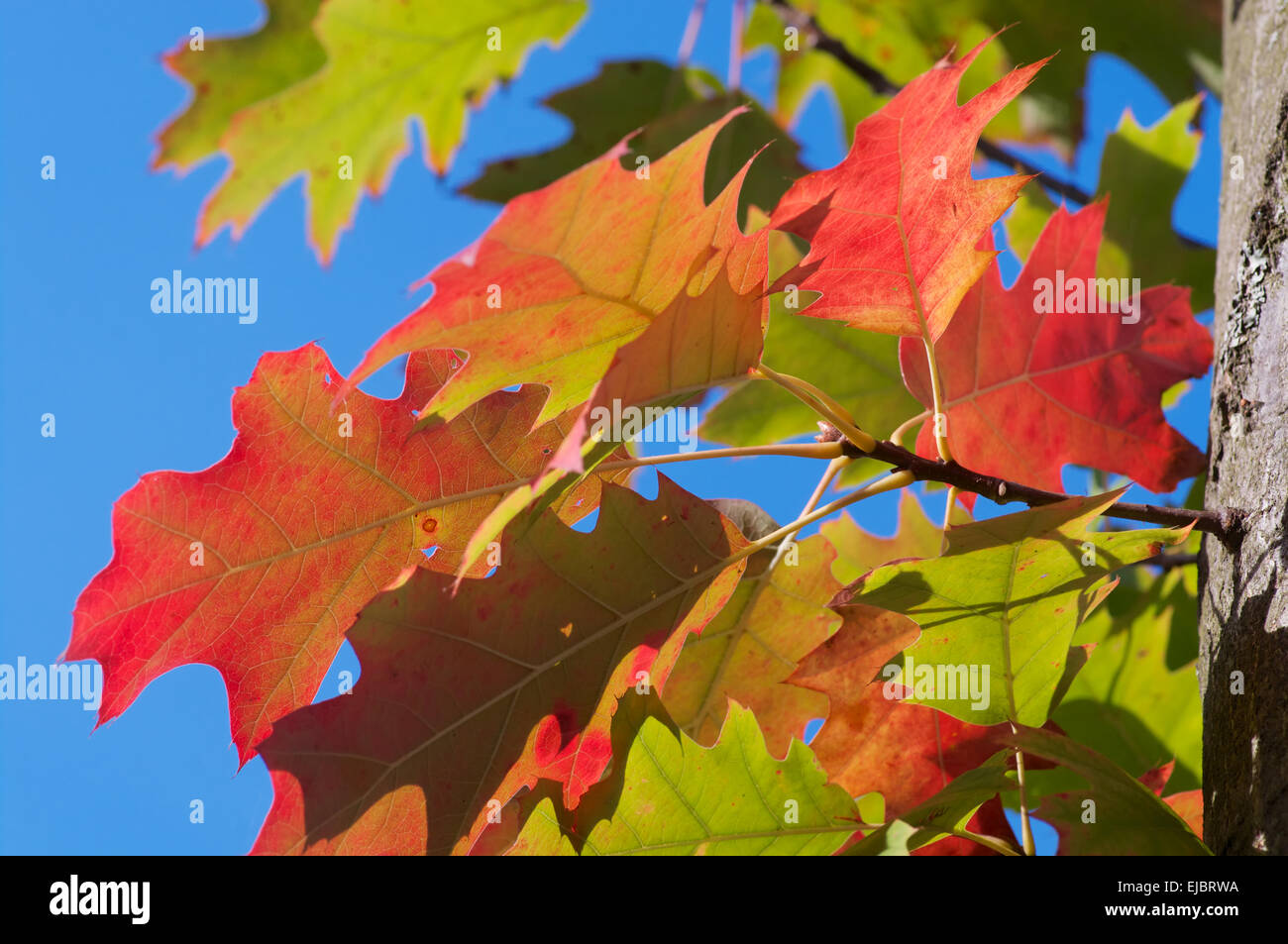 Red oak tree hi-res stock photography and images - Alamy