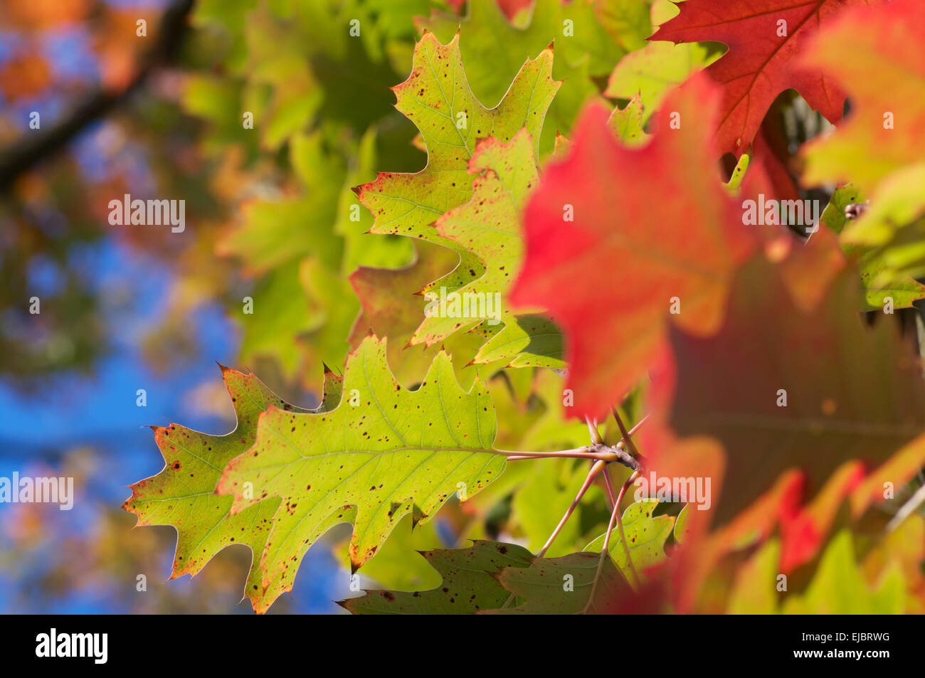 Red oak tree Stock Photo - Alamy