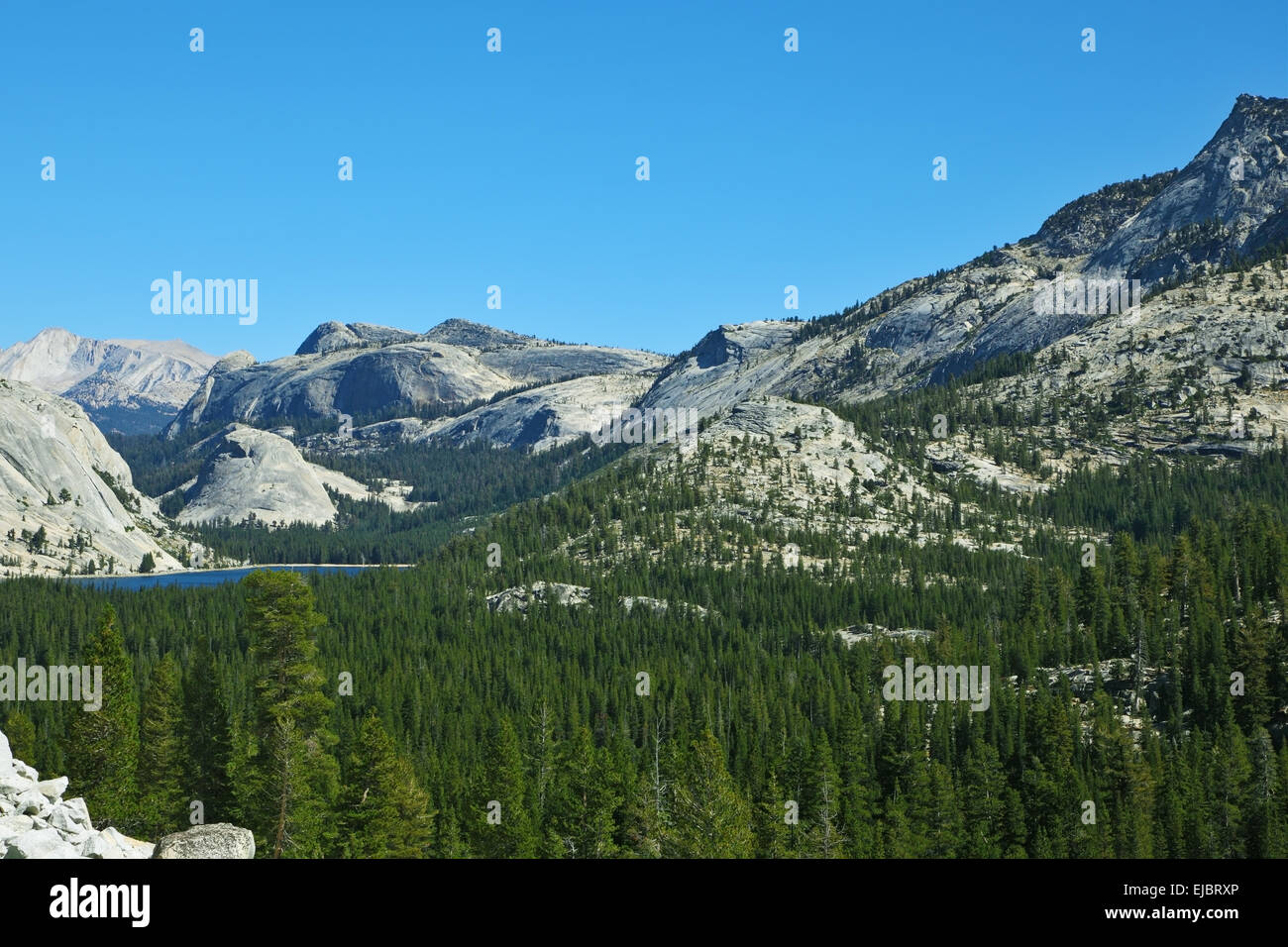 Wildlife in yosemite valley hi-res stock photography and images - Alamy