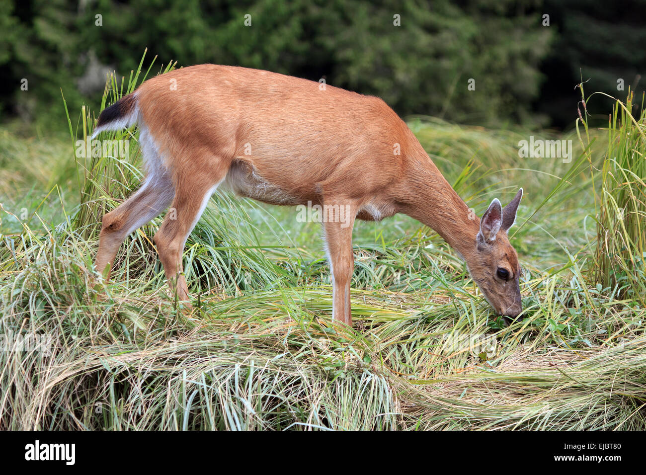 Maultierhirsch High Resolution Stock Photography and Images - Alamy