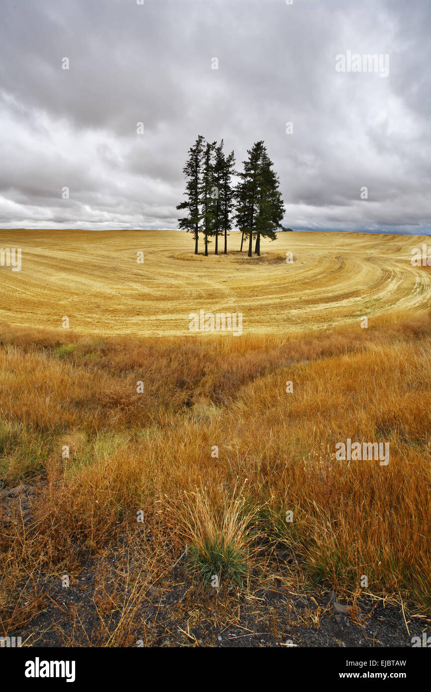 Small fields of wheat hi-res stock photography and images - Alamy