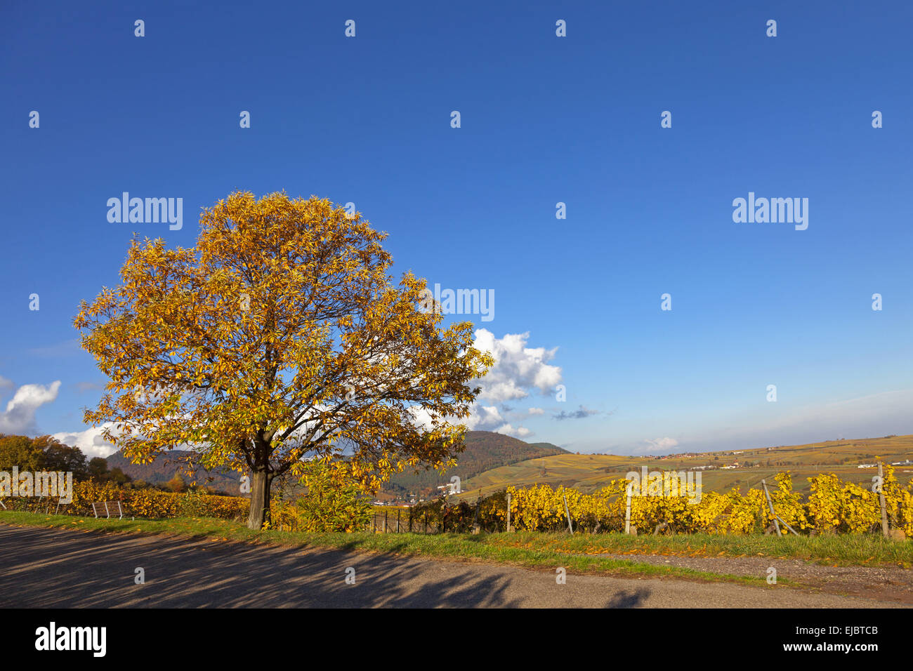 Autumn landscape with chestnut tree Stock Photo - Alamy