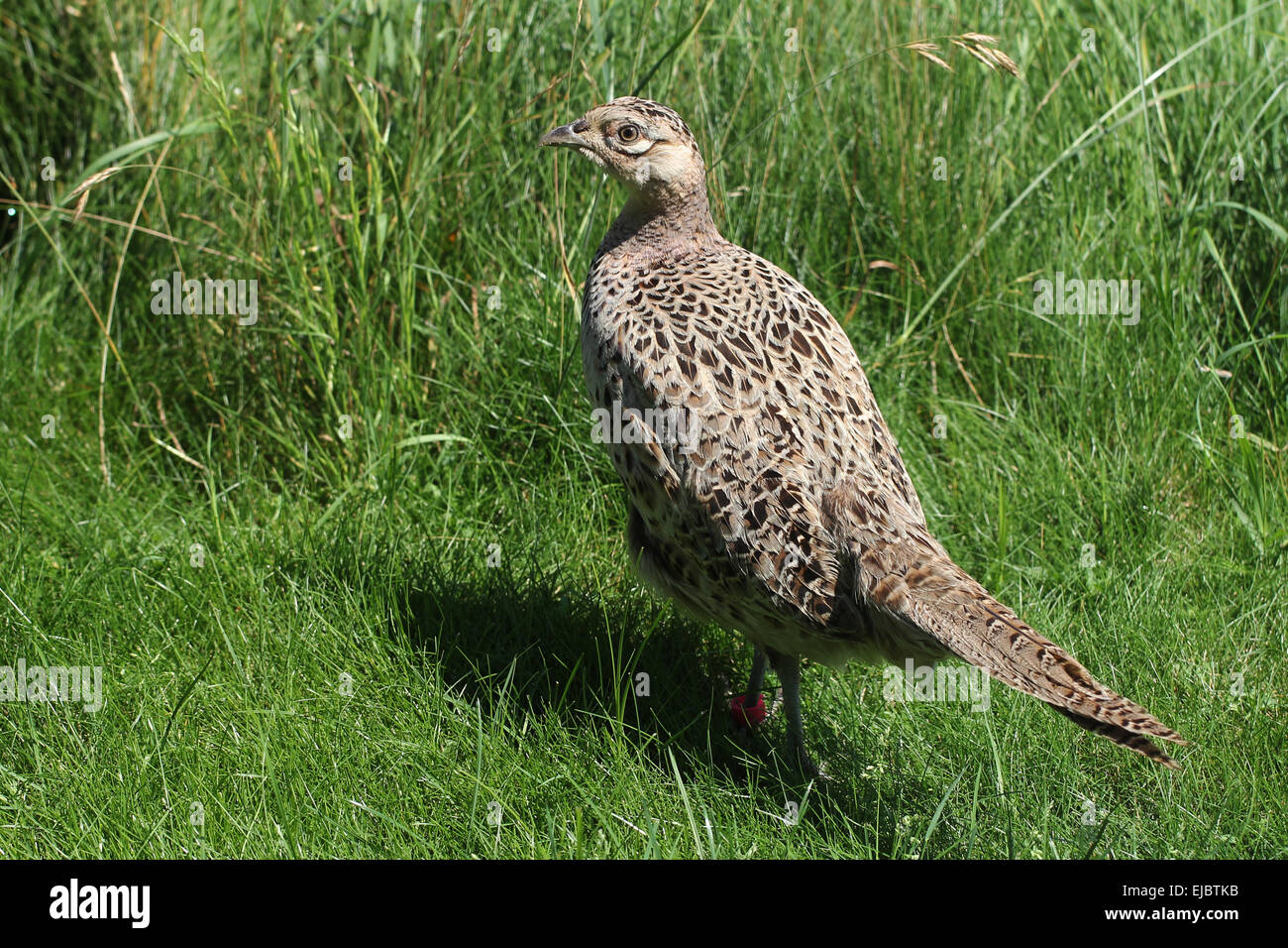 Hen pheasant hi-res stock photography and images - Alamy