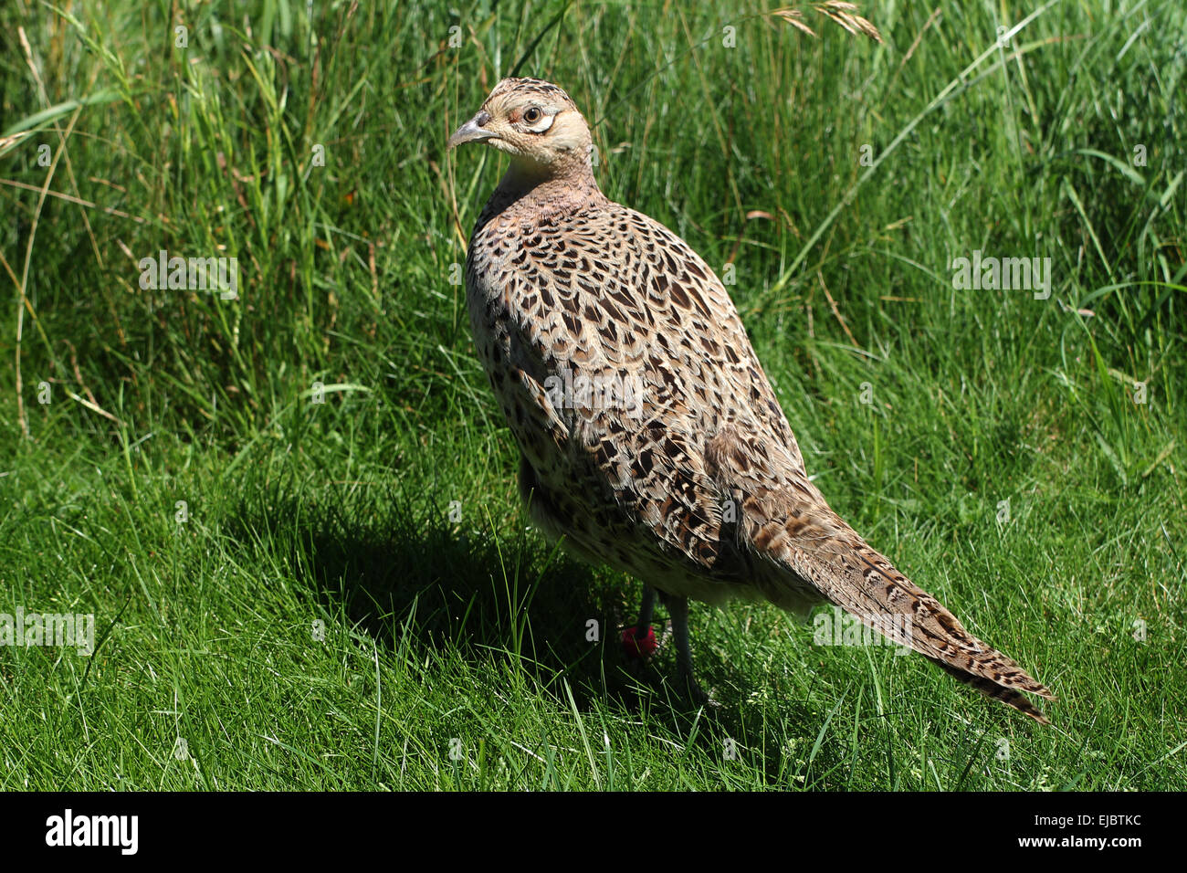 Hen pheasant hi-res stock photography and images - Alamy