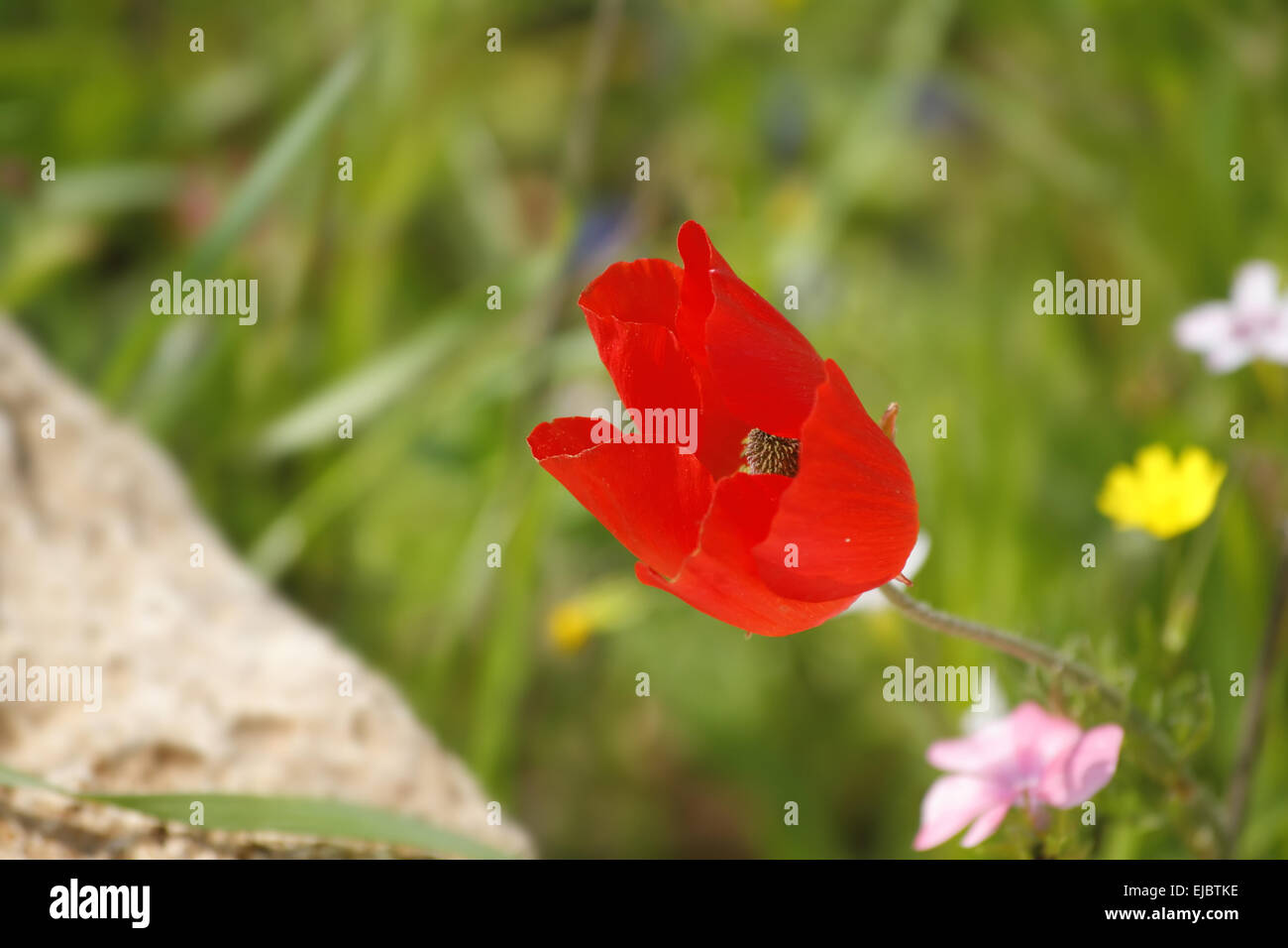 Bright red field flower Stock Photo - Alamy