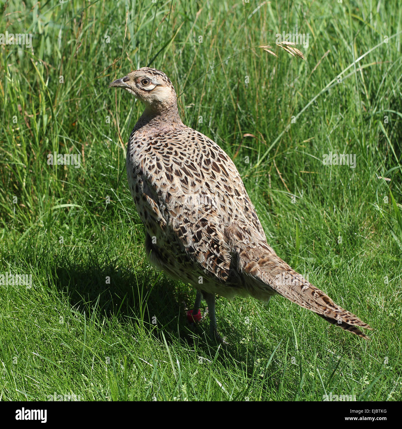 Hen pheasant hi-res stock photography and images - Alamy