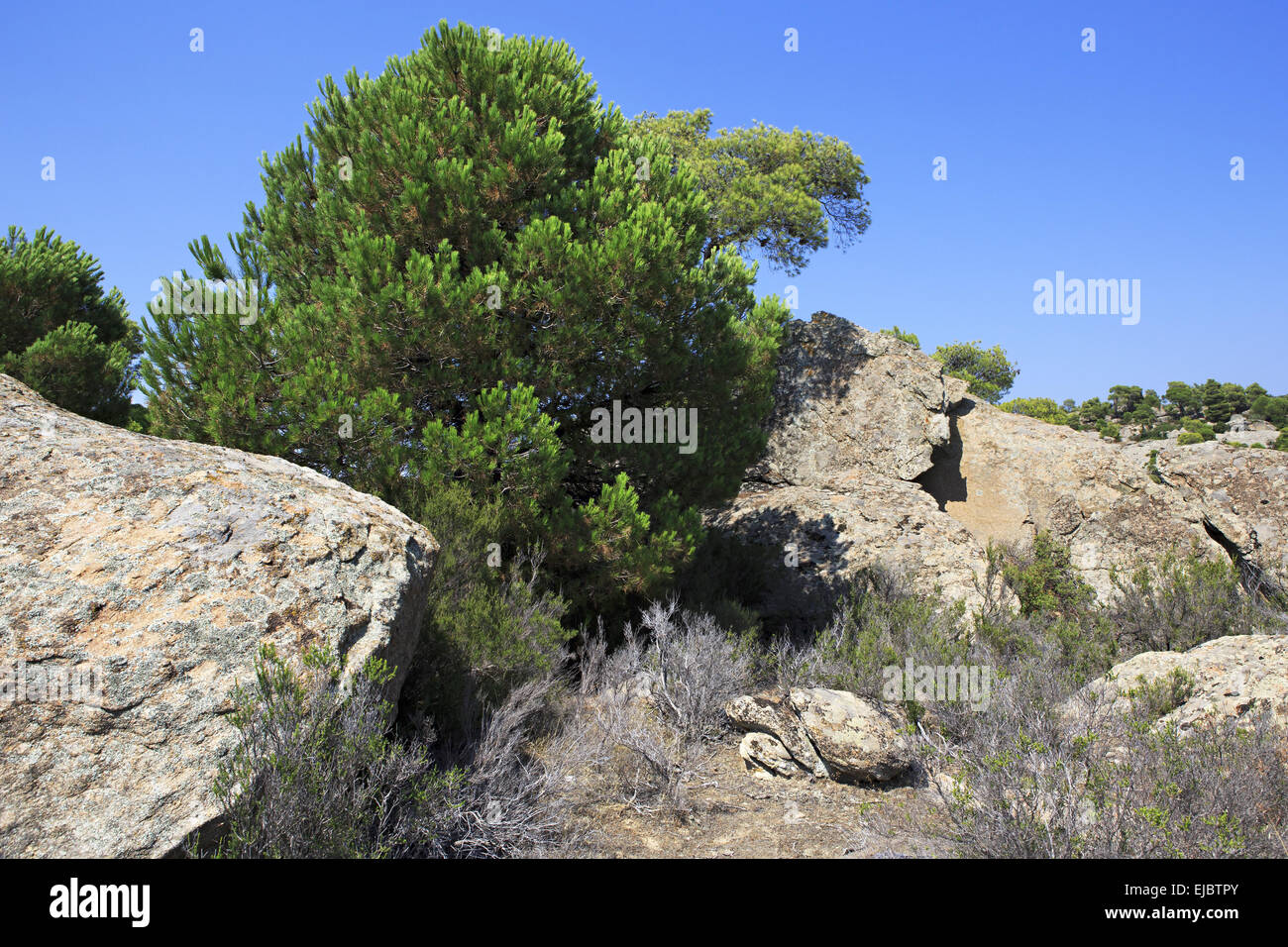 Conifers in the rocks Stock Photo - Alamy