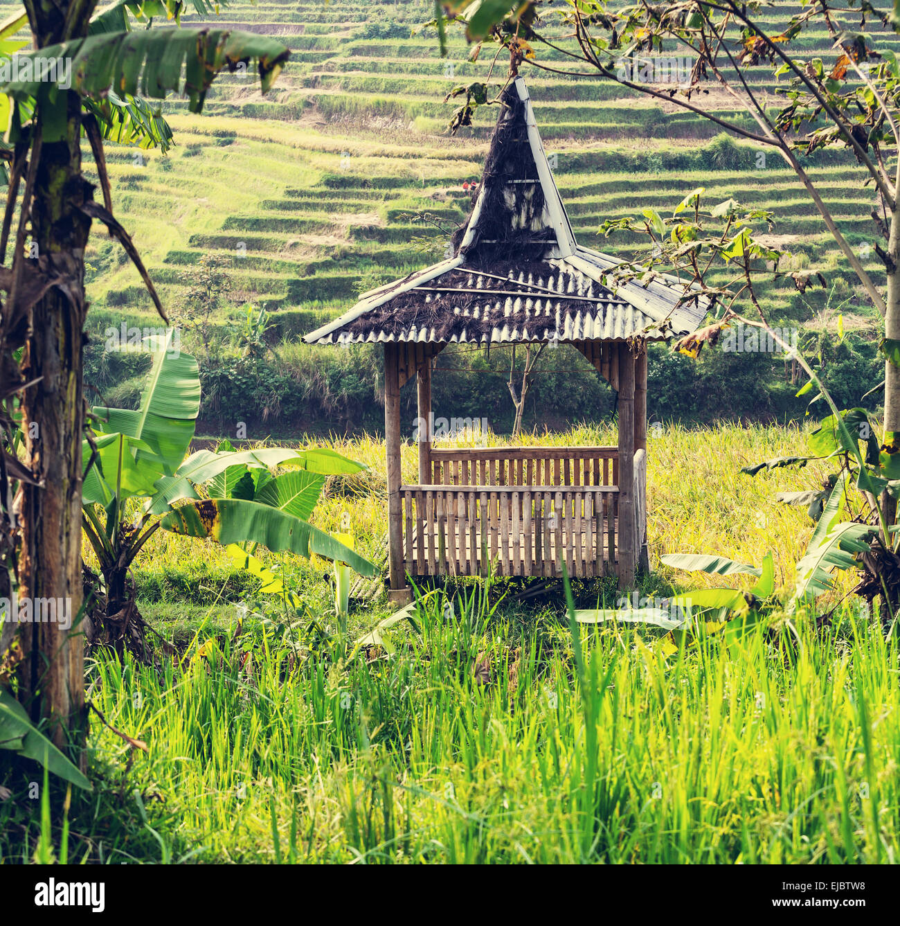 Field in Indonesia Stock Photo - Alamy